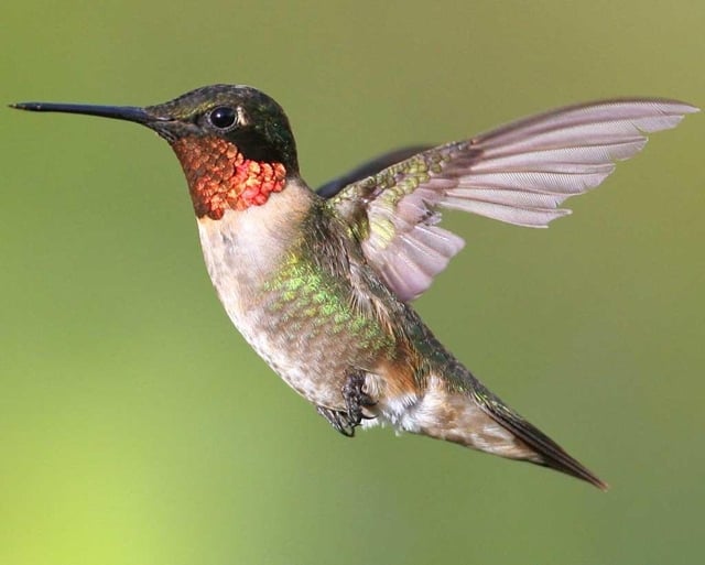 Belize and its Amazing Hummingbirds