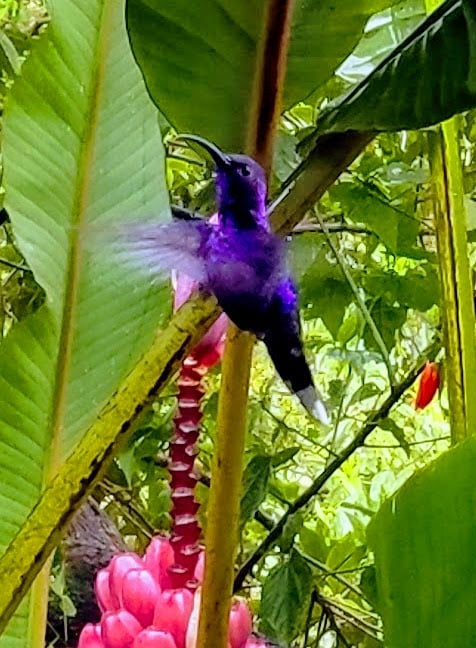 Belize and its Amazing Hummingbirds