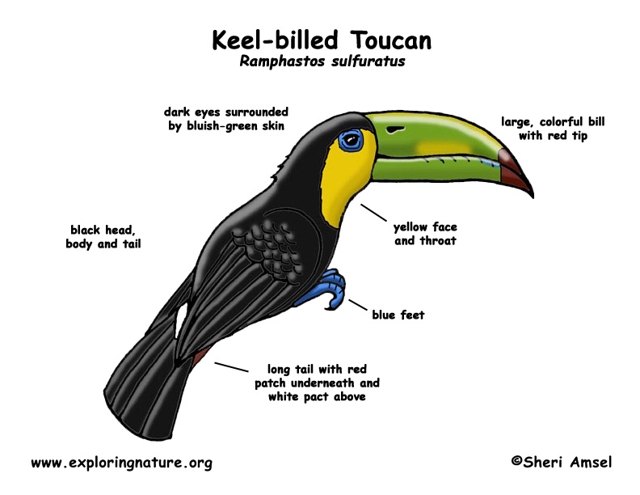 The Keel-Billed Toucan, the National Bird of Belize